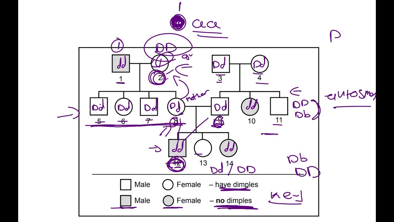 Pedigree | Genetics and Inheritances | Full Class | Life Sciences 02/04 ...