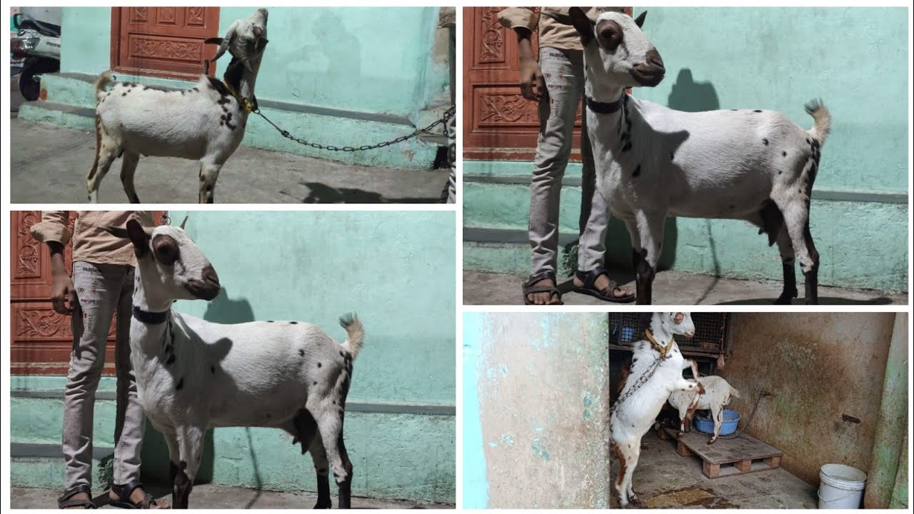 9700130212 coffi color Barbari bakri bakra available in Hyderabad near ...