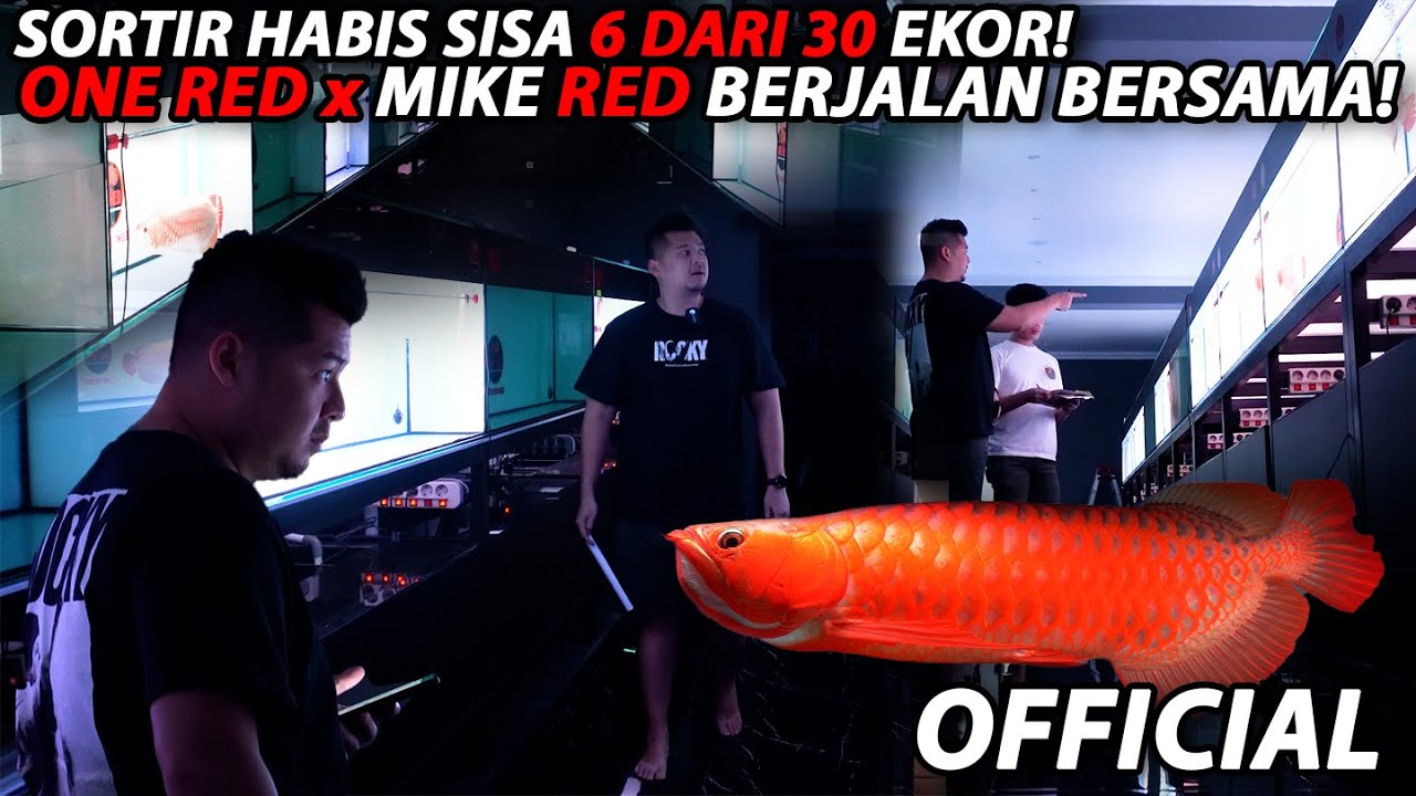 OFFICIAL, MIKE RED & ONE RED BERJALAN BERSAMA! SORTIR HABIS SHOWROOM ...