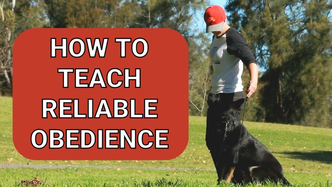 How to teach Reliable Obedience (preview) - YouTube