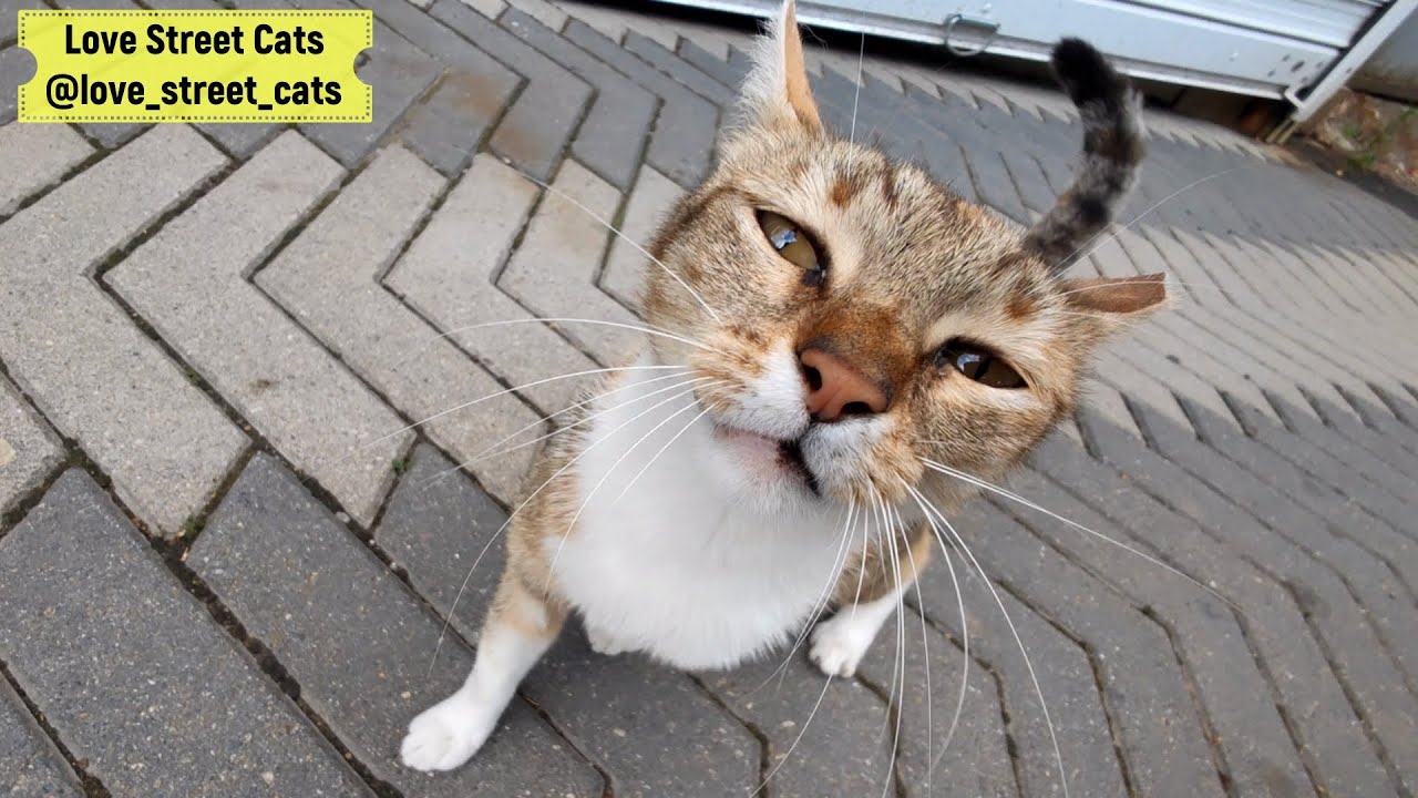 A Calico Cat Performs a Dance of Tenderness for Me | Love Street Cats ...