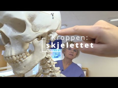 Kroppen: skjelettet