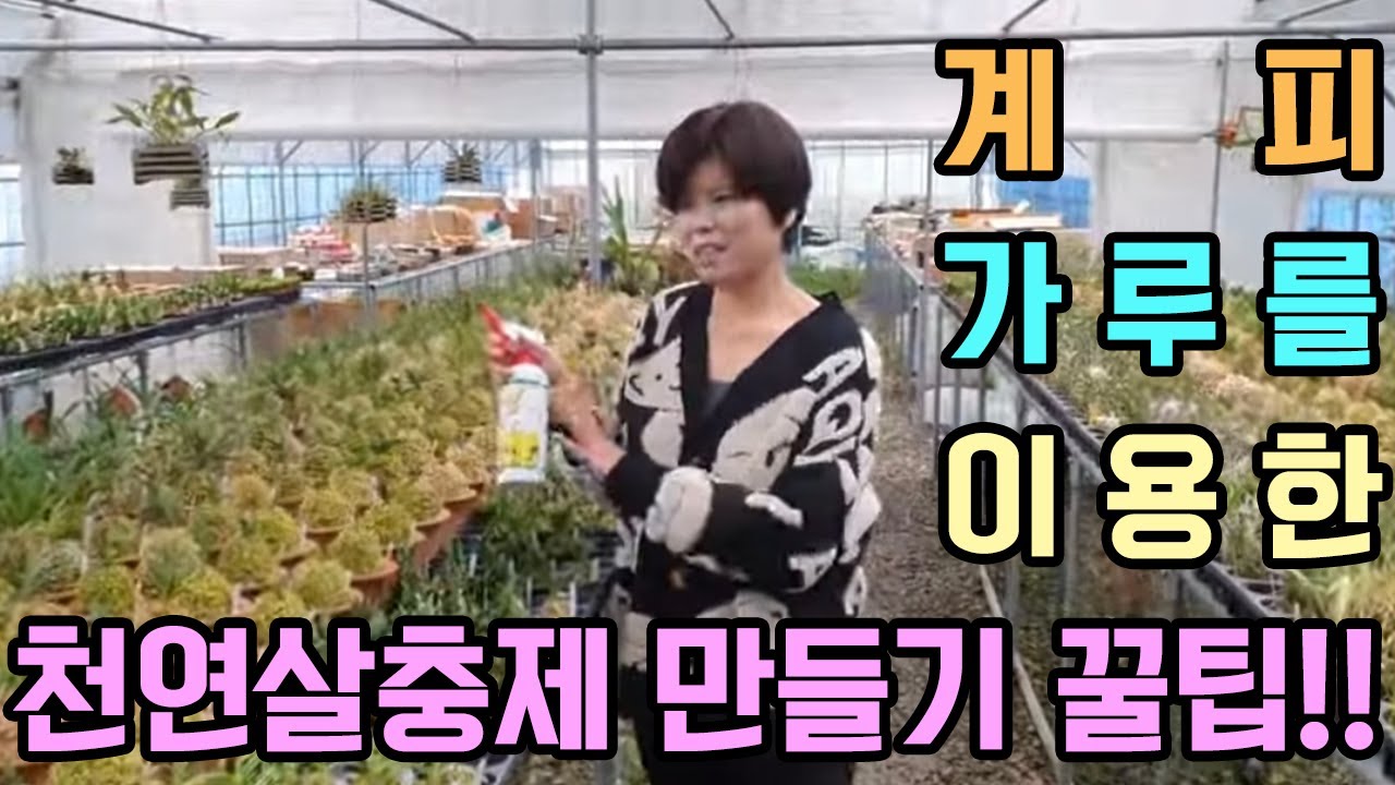 계피가루를 이용한 풍란에 좋은 천연살충제 살균제 발근제 만들기 꿀팁 요령 꽃밭에서 난원 풍란공부 수태소독 난초관리 함께
