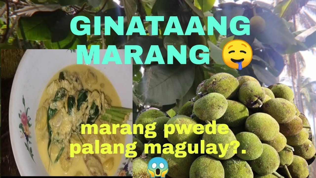 Marang Fruit, pwde palang gawing ulan!?😱🤤 - YouTube