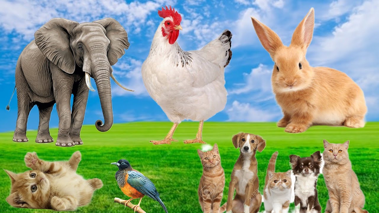 Animal funny life :- elephant , rabbit , hen , dog , cat , parrot , red ...