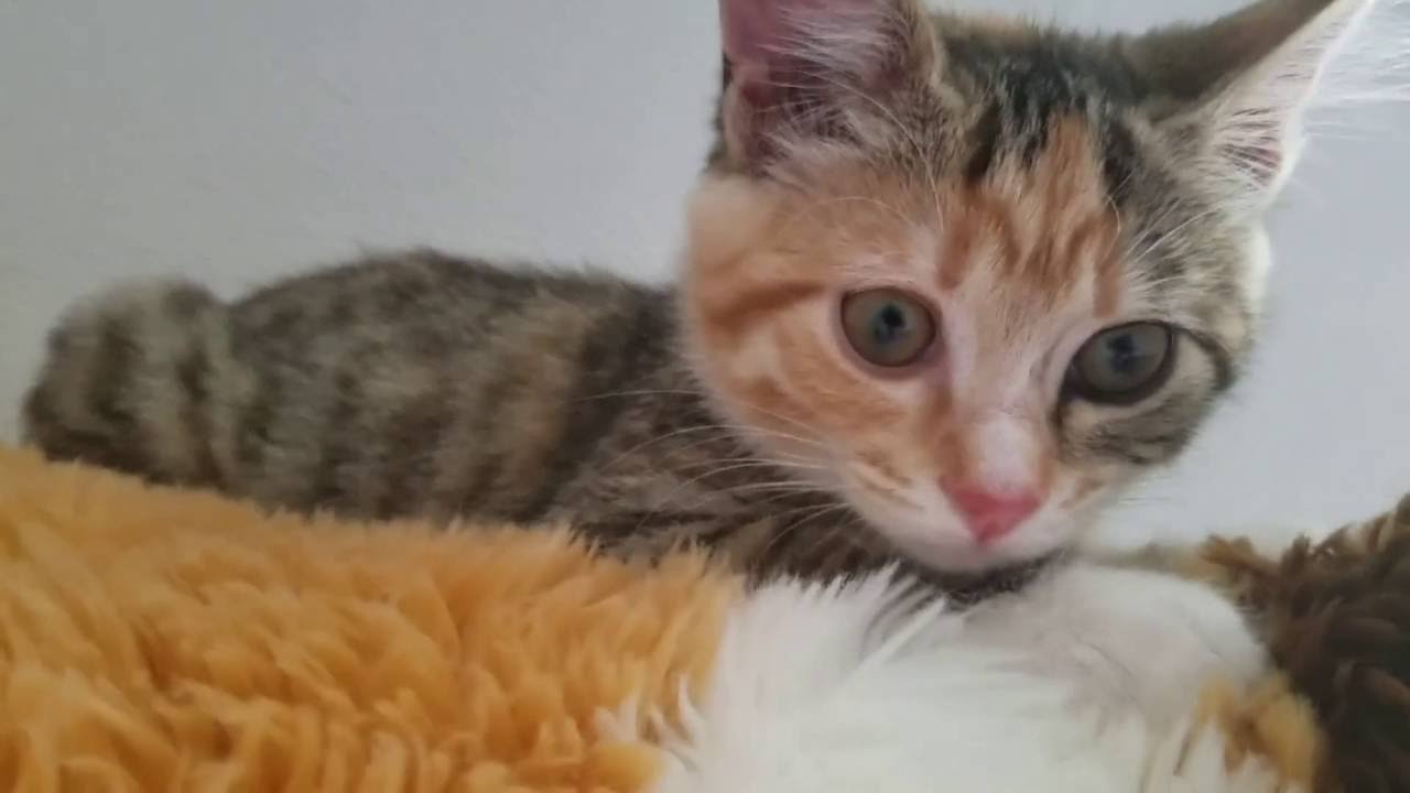 kitten the massage therapist - YouTube