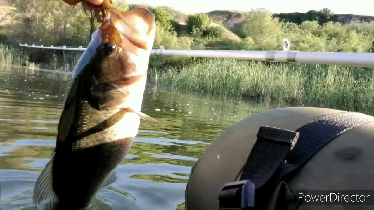 Ridiculous bass bite!! Float tube fishing and tips. - YouTube