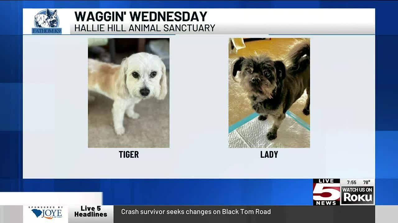 VIDEO: Waggin’ Wednesday: Meet Lady and Tiger - YouTube
