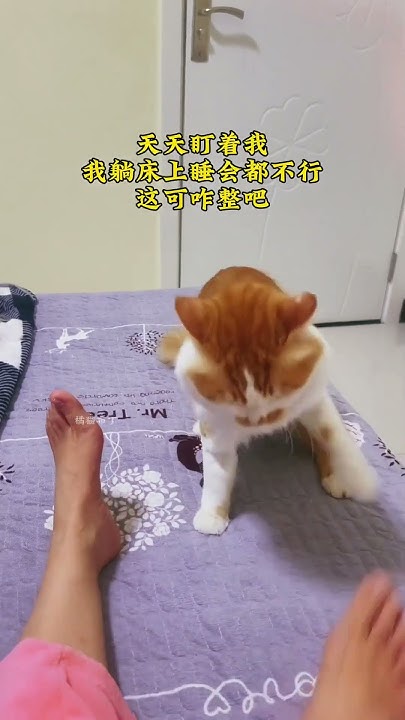 想睡个午觉,咋就这么难呢?反骨猫 斤的猫斤的反骨 猫咪不服气的样子全在脸上 田园橘猫 铲屎官的乐趣 Youtube