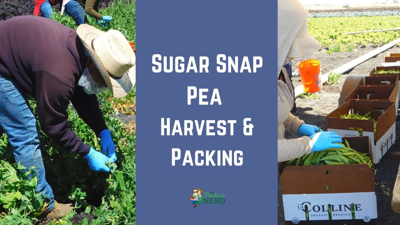 Pea Harvest & Packing (Sugar Snap Peas) in California - YouTube