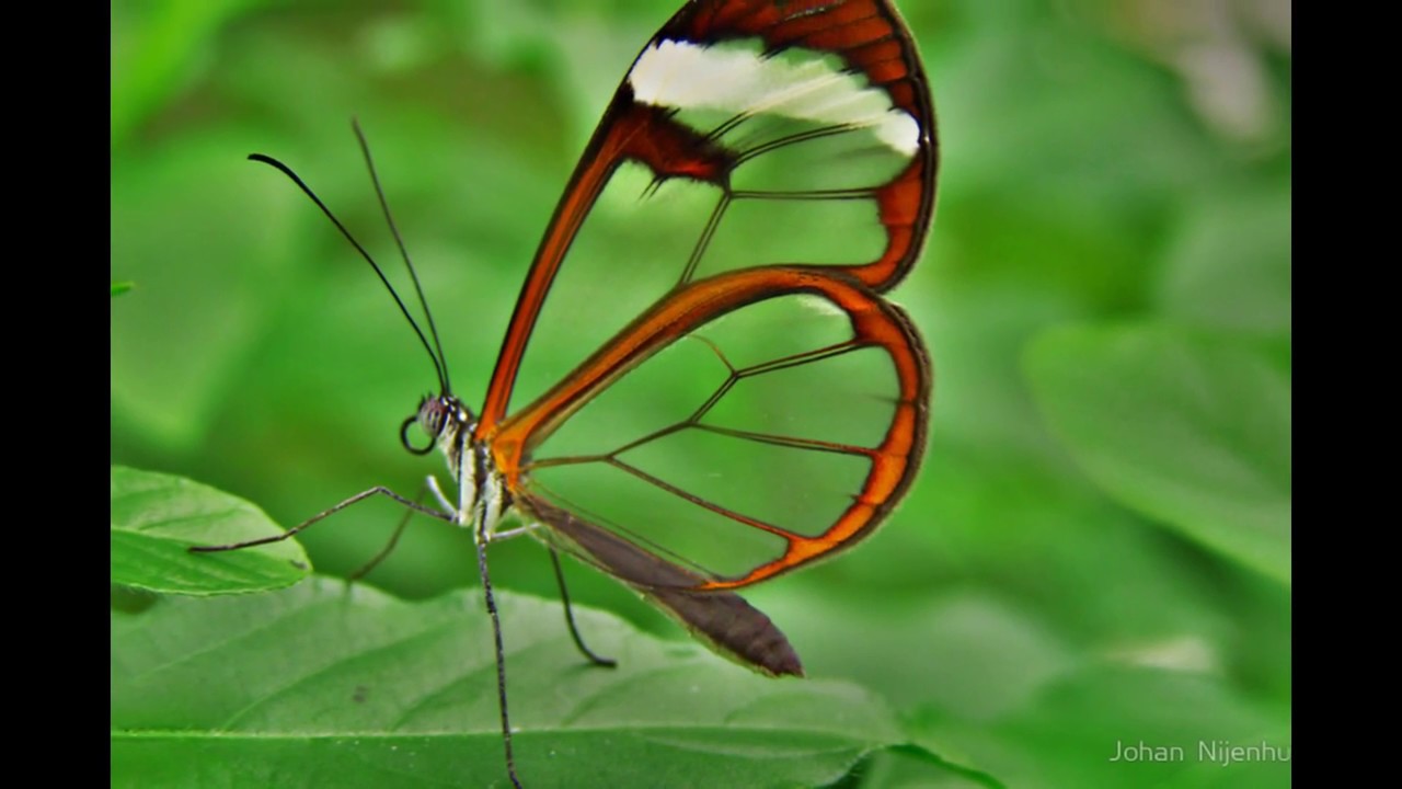 10 Mooiste Vlinders Ter Wereld Het Verhaal Achter De Foto: Twee