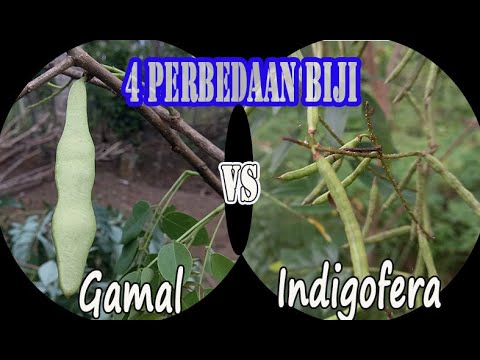 4 Perbedaan Biji Gamal Dan Indigofera/ TKJ-117 - YouTube