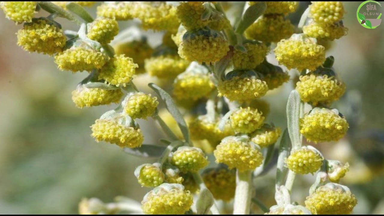 Pelin Otunun Faydaları Nelerdir - YouTube