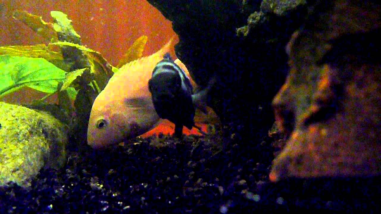 First Spawn - Pink Zebra/Convict Cichlids - YouTube