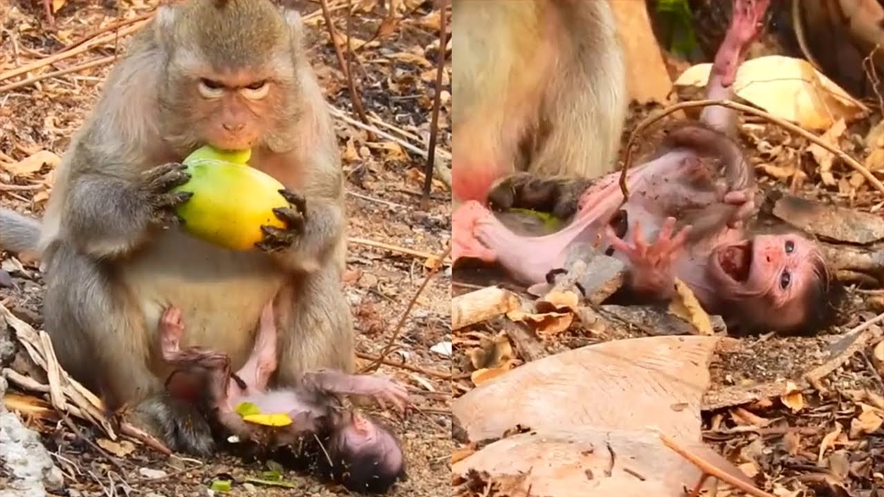 Newborn baby monkey lies on the ground and mother monkey is busy eating ...