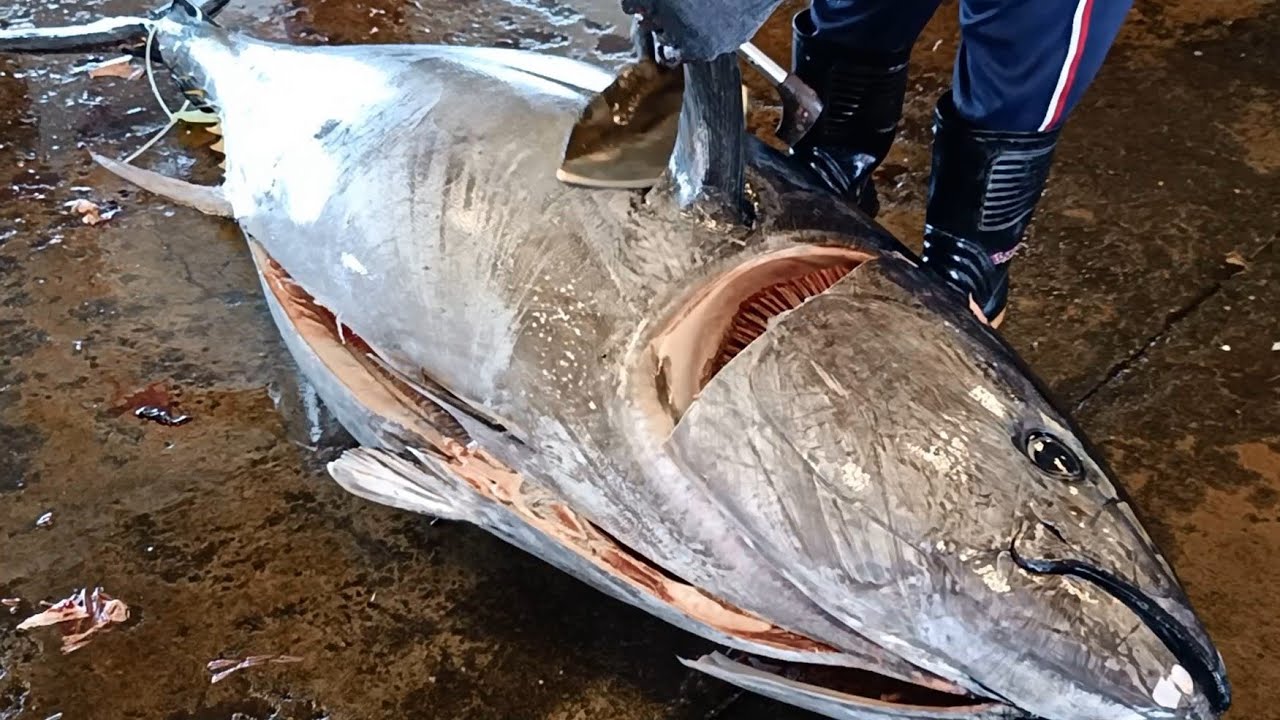 Delicate Division of Labor, Perfect Bluefin Tuna Cutting Process - YouTube