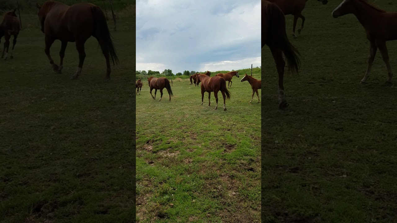 son of Metallic Malice, grandson of Metallic Cat - YouTube