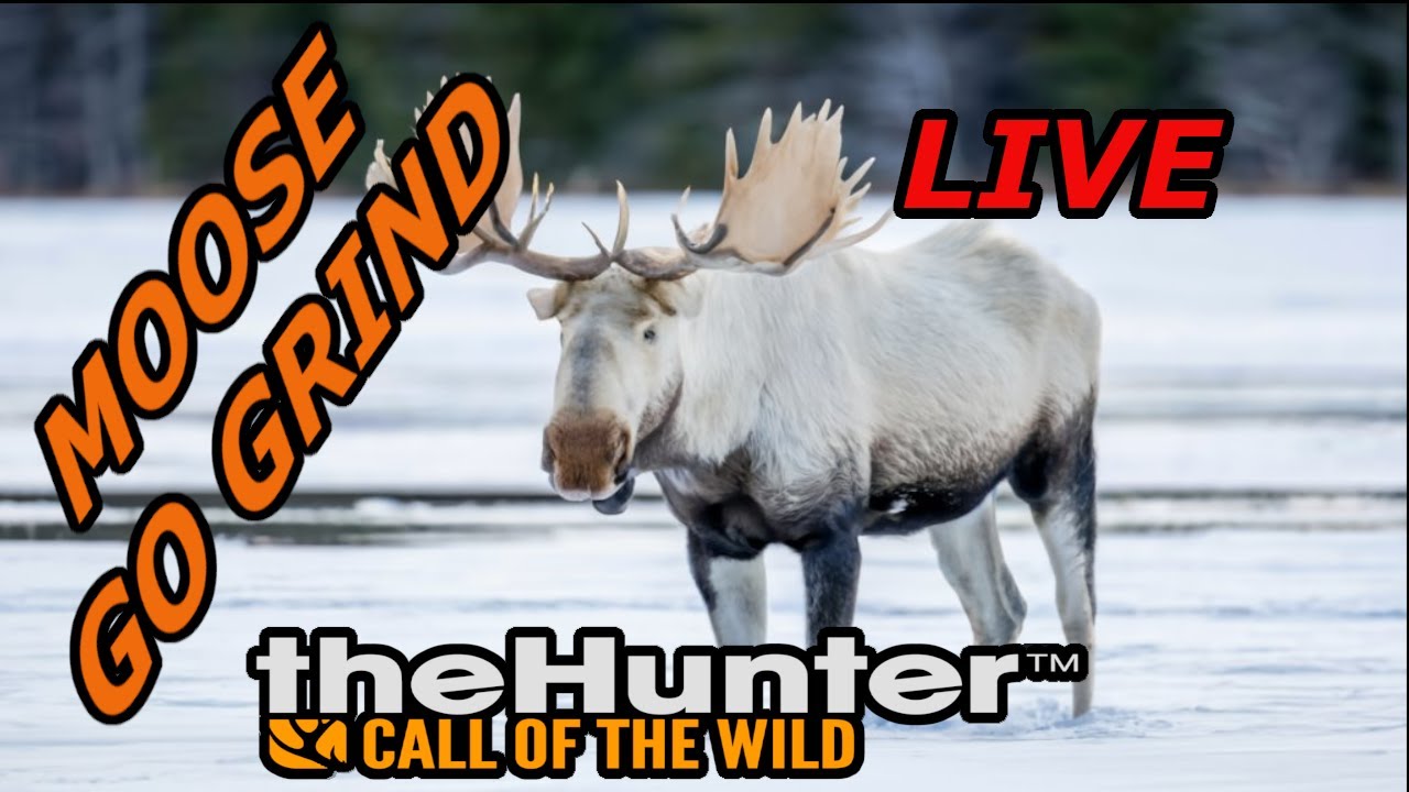 Moose GREAT ONE grind in Medved TAIGA PARK| Beginner COTW GUIDE !!Call ...