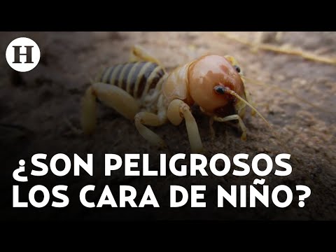 ¿Los cara de niño son peligrosos? Esto dice la UNAM sobre la temporada de este insecto