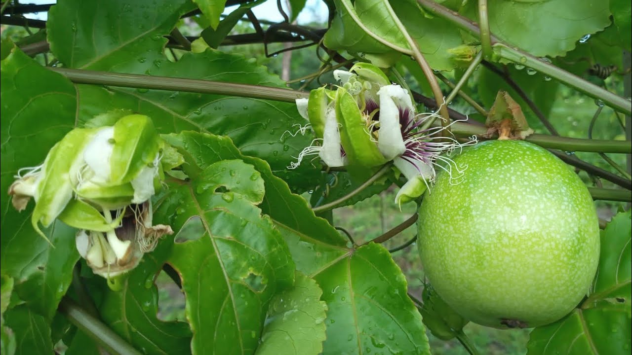 FLOR DO MARACUJÁ ESTÁ MURCHANDO E CAINDO? ESSA PODE SER A CAUSA! - YouTube