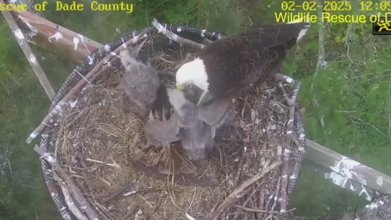 Elder eaglet don't want to share breakfast with little eaglet | Dade ...