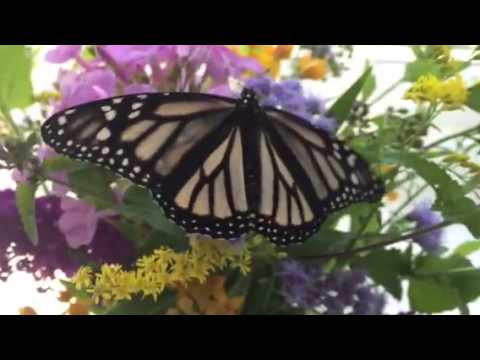 White form Monarch Butterfly, Danaus plexippus nivosus - YouTube