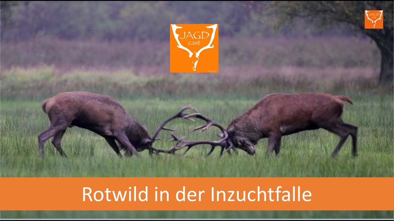 Rotwildgebiete und Genetik | WILD UND HUND Forum