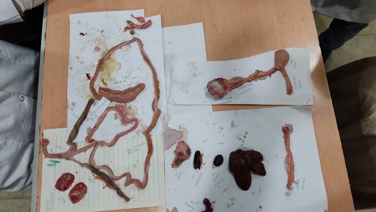 Chicken necropsy - YouTube