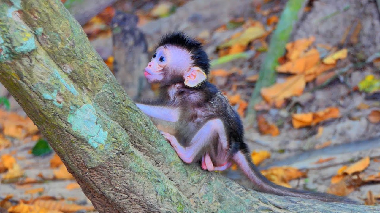 Very Strong Monkey Baby Really Try To Climb On High Tree Successfully ...