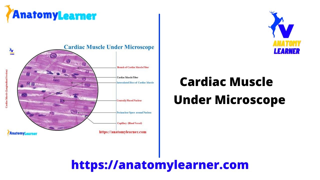Cardiac Muscle Under Microscope II AnatomyLearner II Cardiac Muscle ...