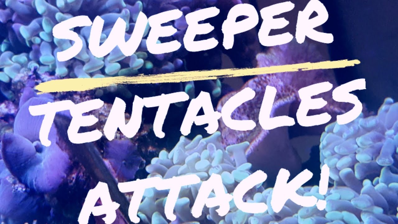 Hammer coral sweeper tentacles attack! - YouTube