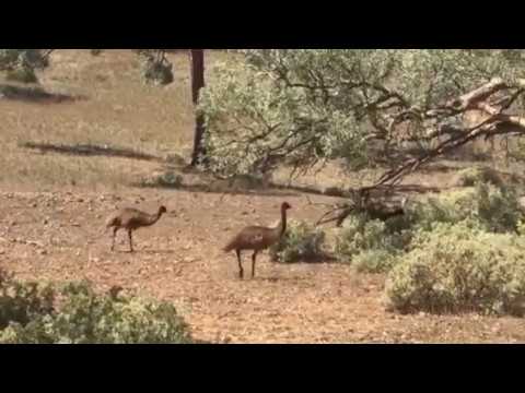 Mother Emu and 7 Baby Emus in Australian Outback - YouTube