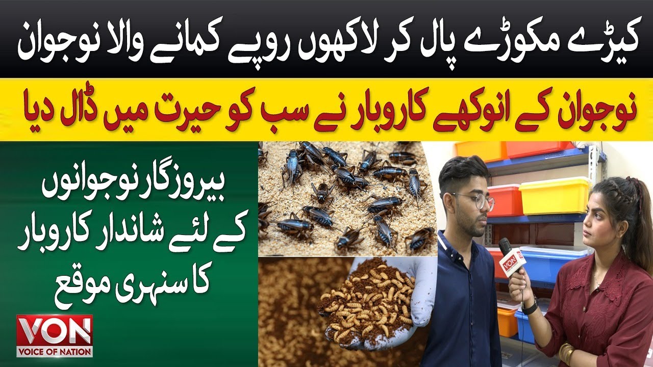 Insects Business idea || How to Mealworms Business in Pakistan || Meal ...