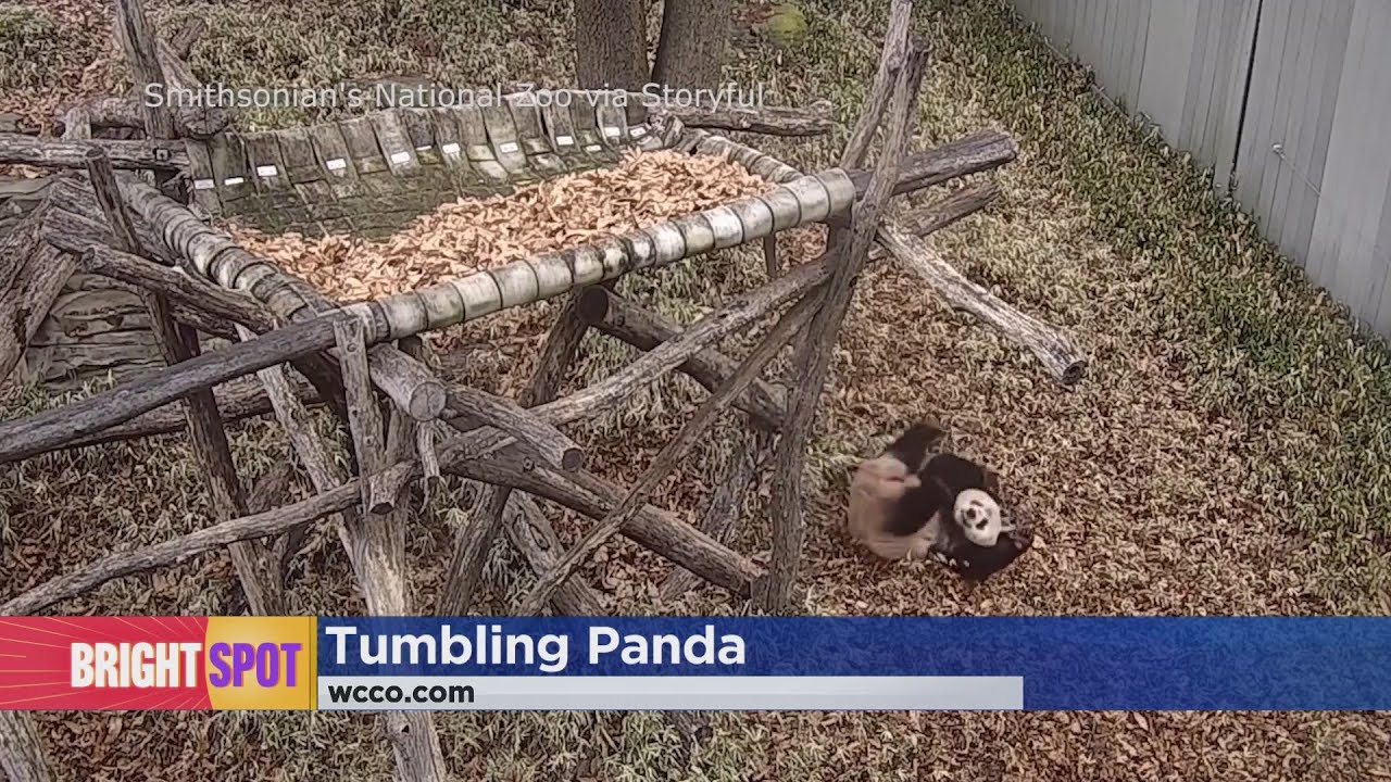 Bright Spot: Tumbling panda! - YouTube