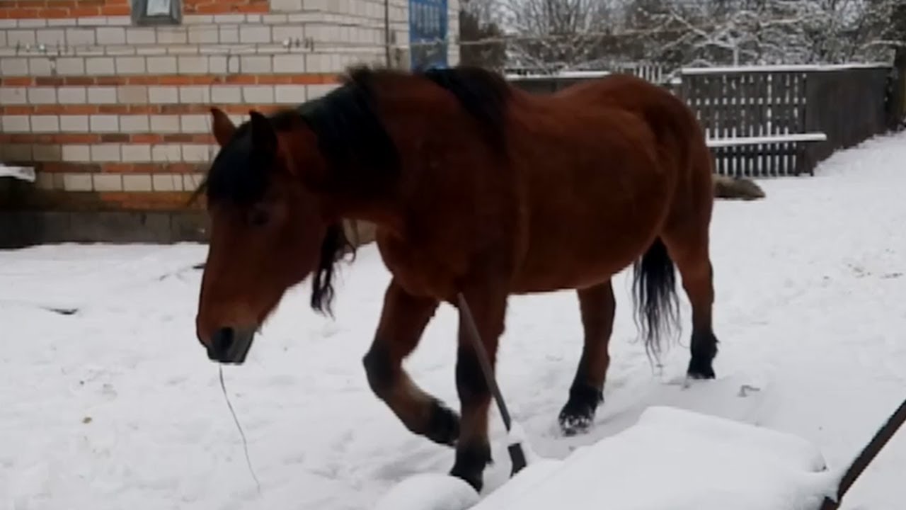 This is my beautiful stallion :) My Favorite Horse - YouTube