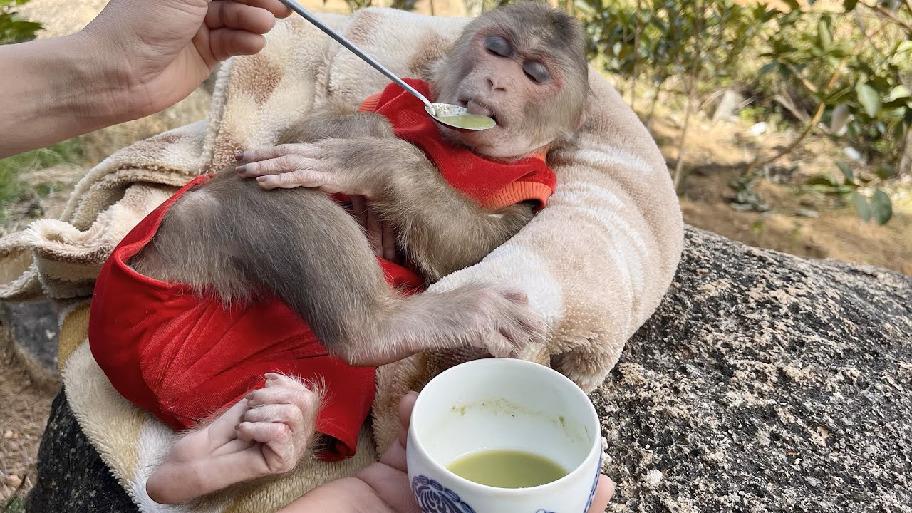 Unbelievable! Dad used folk remedy cure smart monkey Max. - YouTube