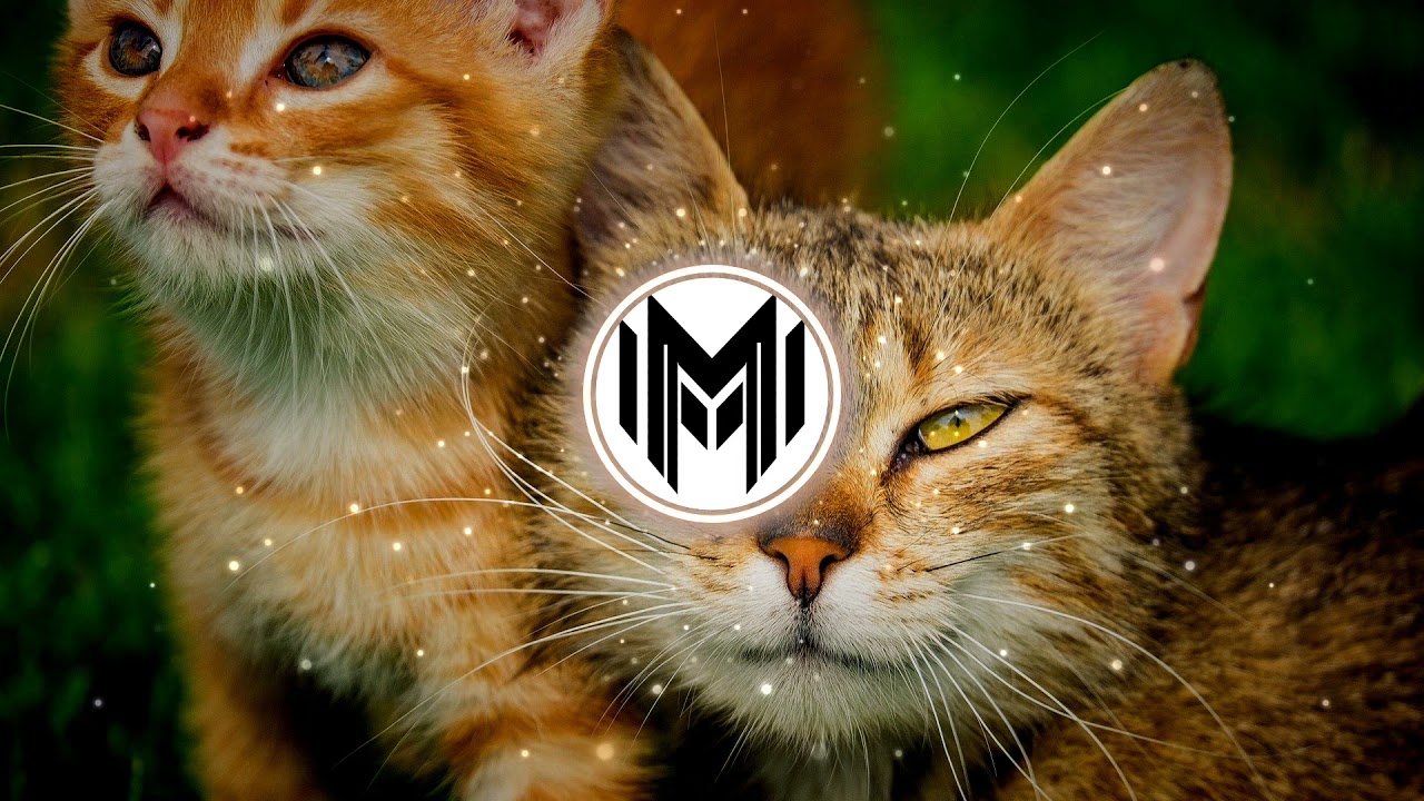 5 top Sonidos de Gato (efectos de sonido) - YouTube