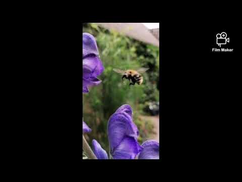 ACONITUM🐝LOVER🍯THE END filmed by #genasilkealmaktoum #video*energetix #hummel #bombus