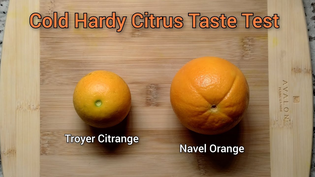 Troyer Citrange Compared To Navel Orange Taste Test - YouTube