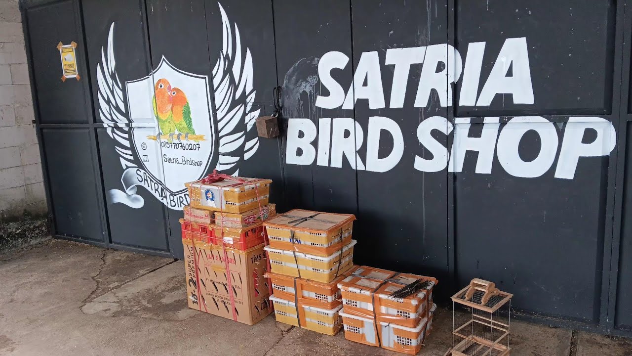 Bongkaran terbaru di satria bird shop hari selasa ada kerak basi alis ...