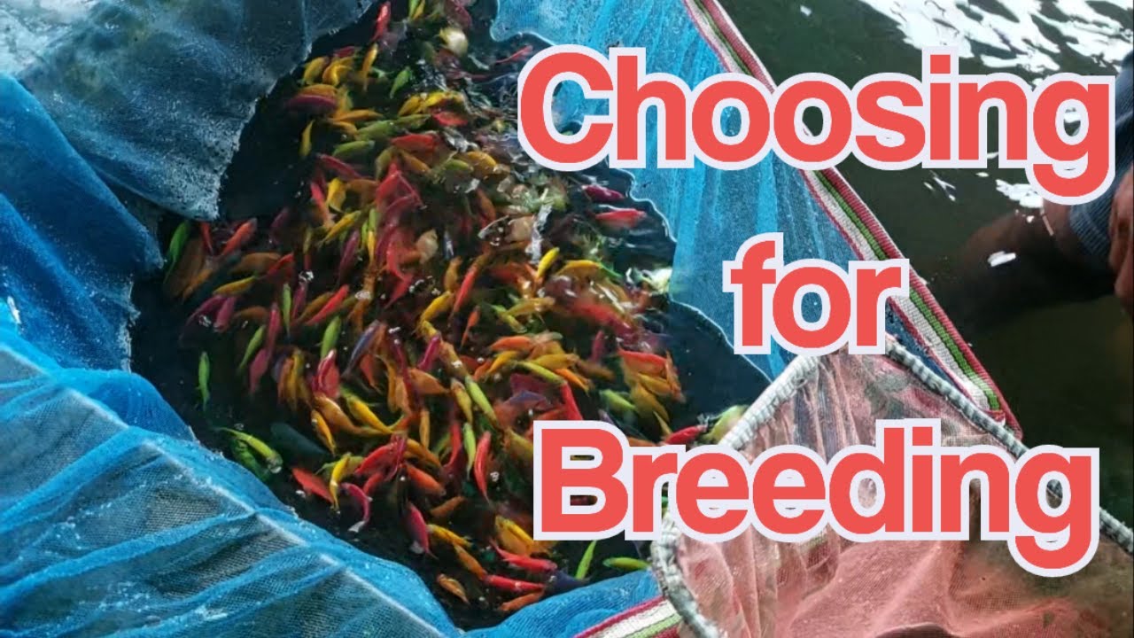 Fish Breeding Season Started - YouTube