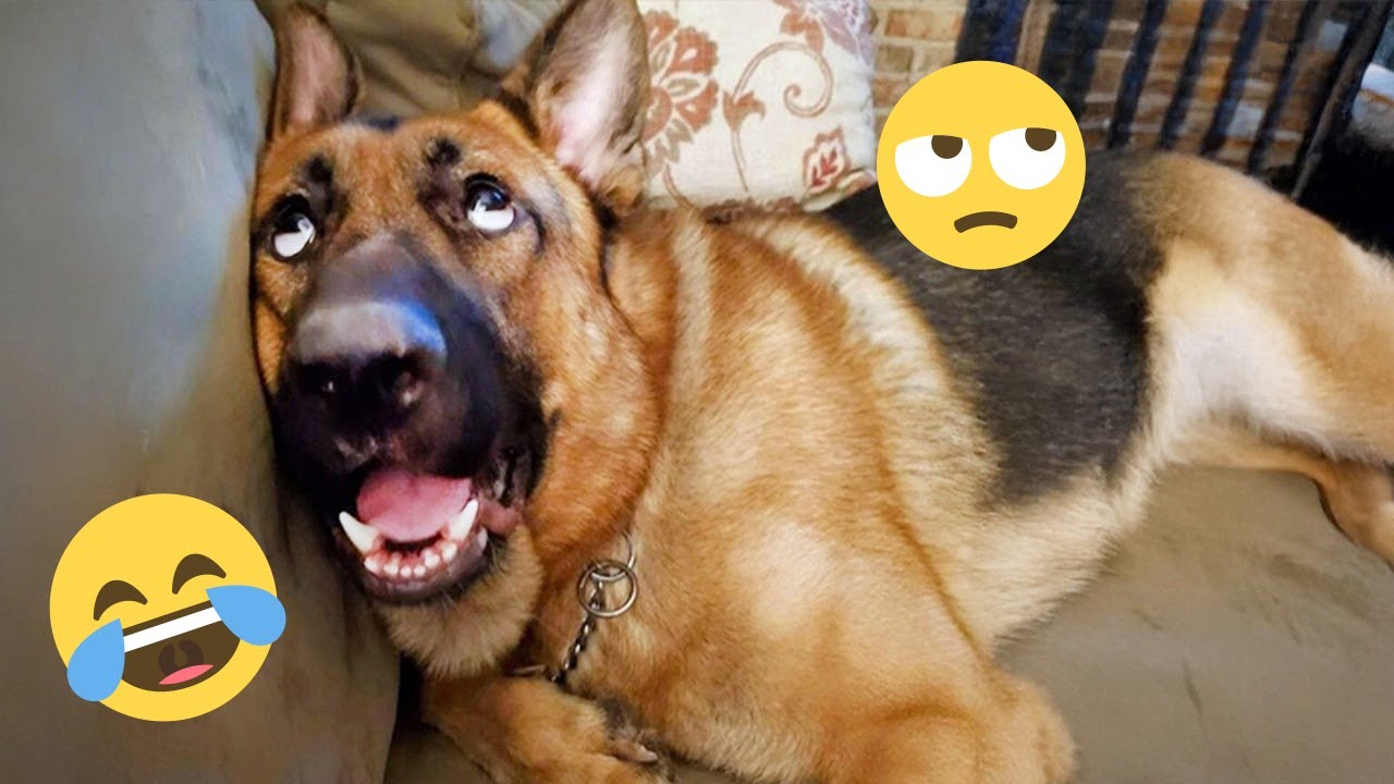Funny Dogs Compilation – Best Dog Videos 2025 🐕🤣 #20 - YouTube