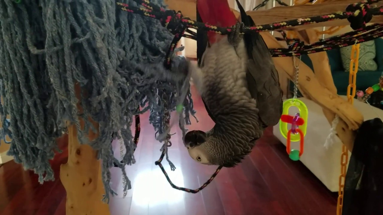 Cody The African Grey Disappeared | THE CODY FILES - YouTube