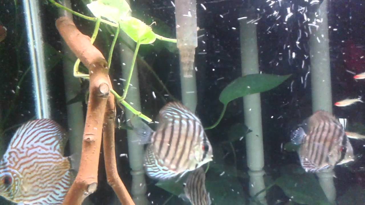 Update added Blue Royal juvenile discus to my tan - YouTube