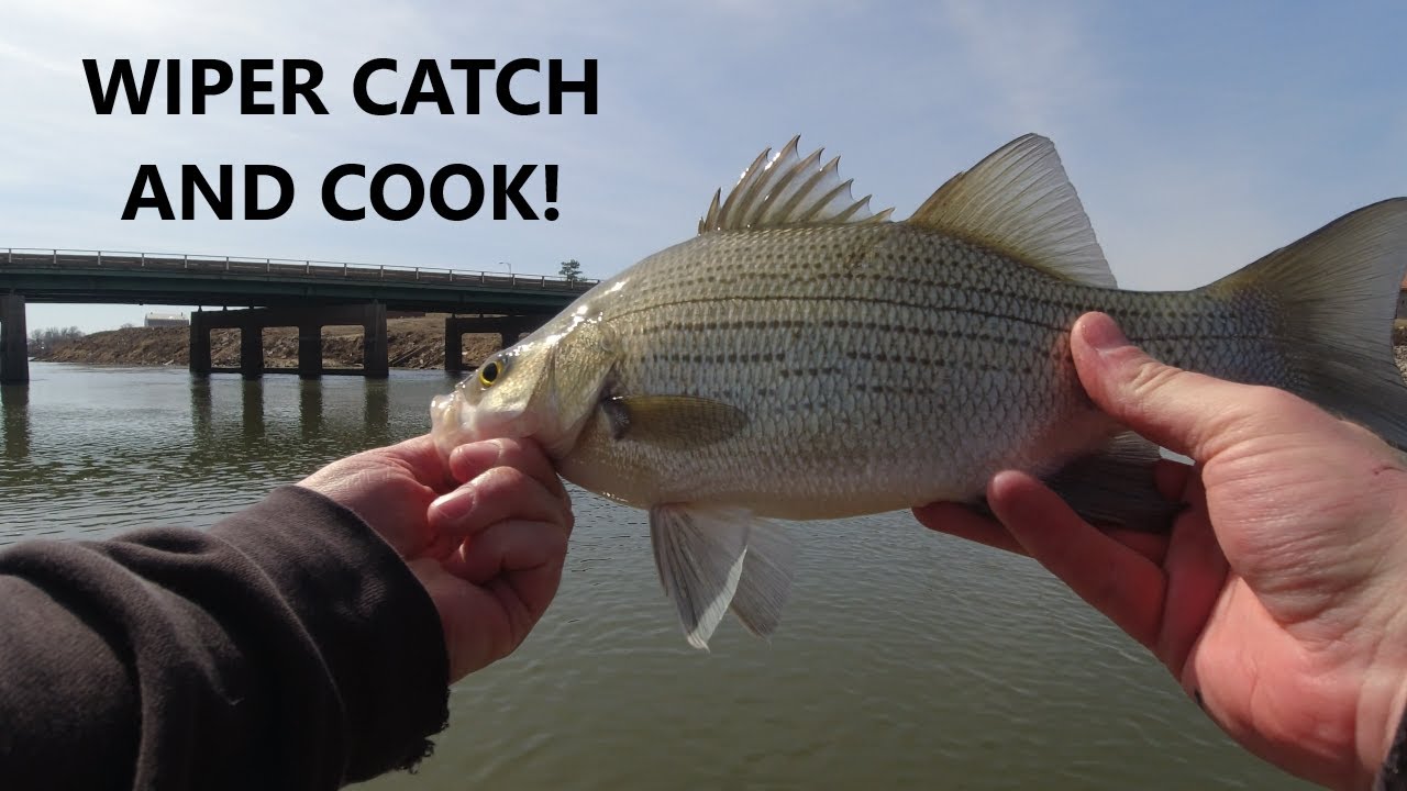 I Caught Some Bass and Fried Some Fish! (Wiper Catch and Cook) - YouTube