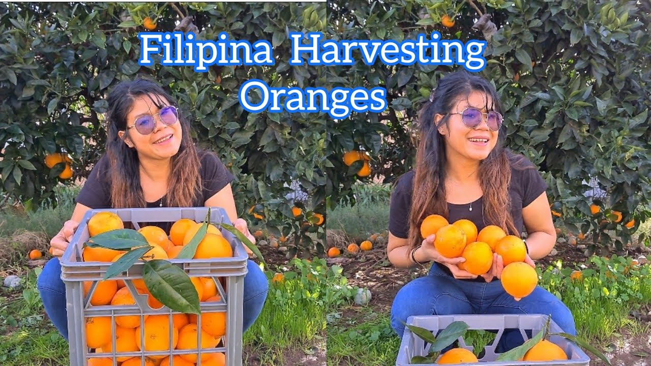 Filipina Harvesting Oranges - YouTube