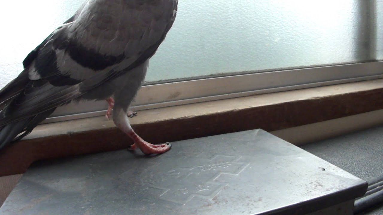 Deformed foot pigeon baby - YouTube