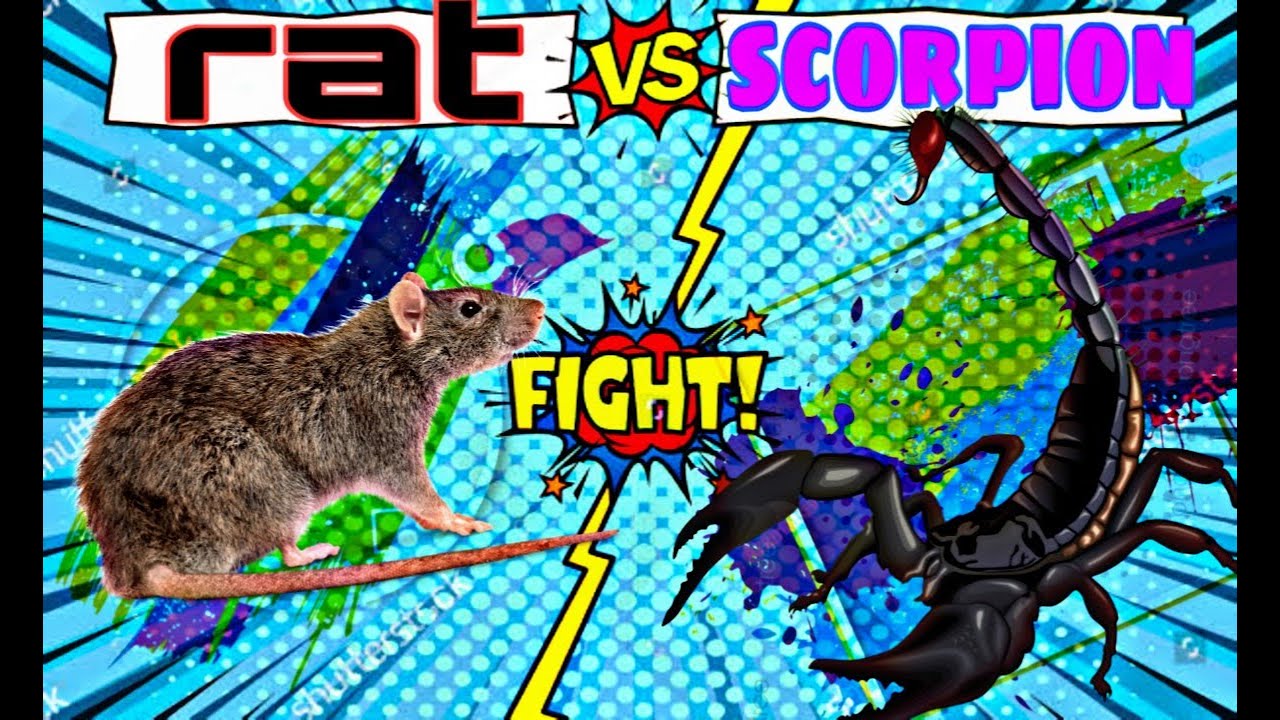 Scorpion vs rat fight how is win(most intrested) - YouTube