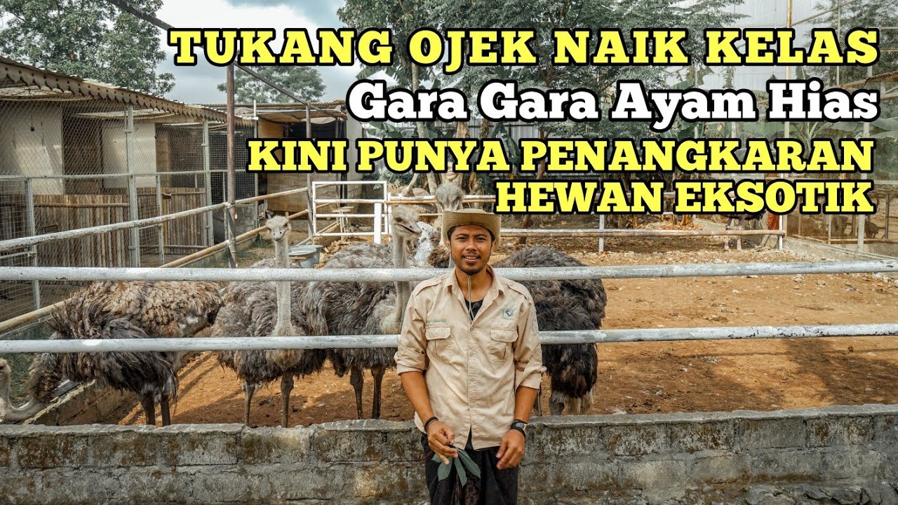 Merak, Ayam Hias, Hingga Burung Unta, Penangkaran Hewan Eksotik ...