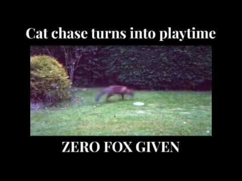 Funny Cat Chasing Fox Caught Playing on CCTV - YouTube